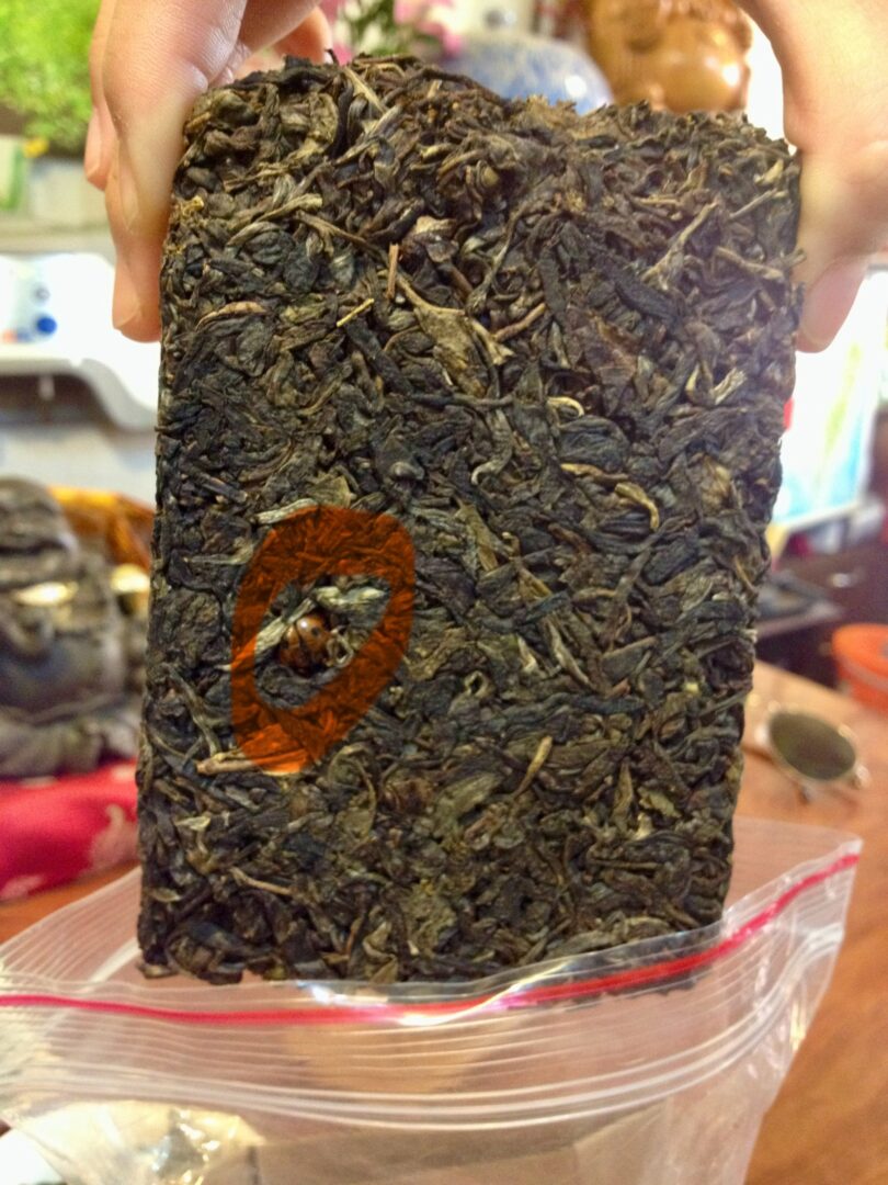 Tea Insects - Guide to Understanding Insects with Tea